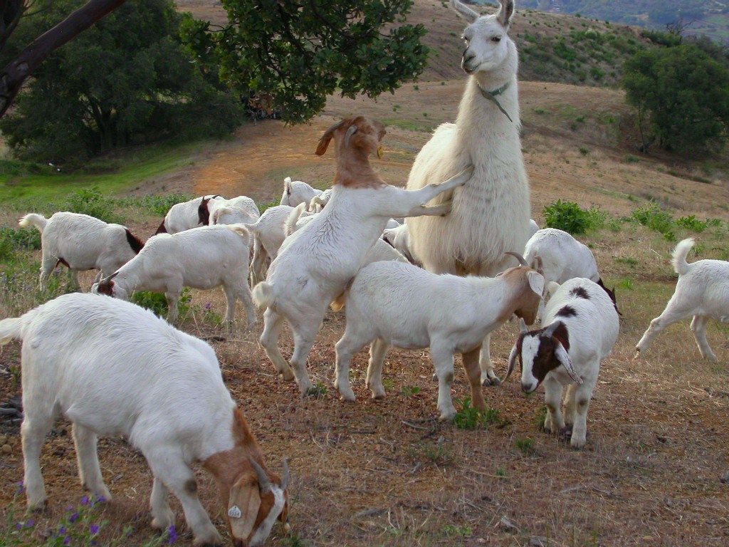 Goats on the Ranch